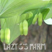 Solomon's Seal (Polygonatum 'Prince Charming') - Garden.org