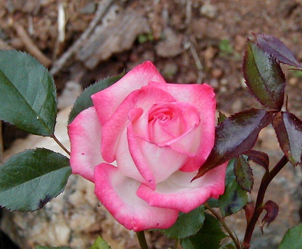 Rose (Rosa 'Heartbreaker') in the Roses Database - Garden.org