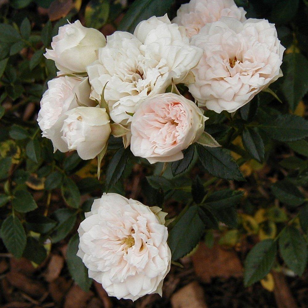 Rose (Rosa 'Little Eskimo') in the Roses Database - Garden.org