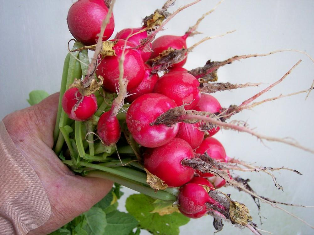 Photo of the entire plant of Radish (Raphanus sativus 'Champion ...
