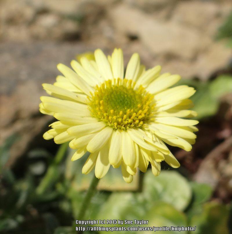 Fleabane (Erigeron aureus 'Canary Bird') - Garden.org