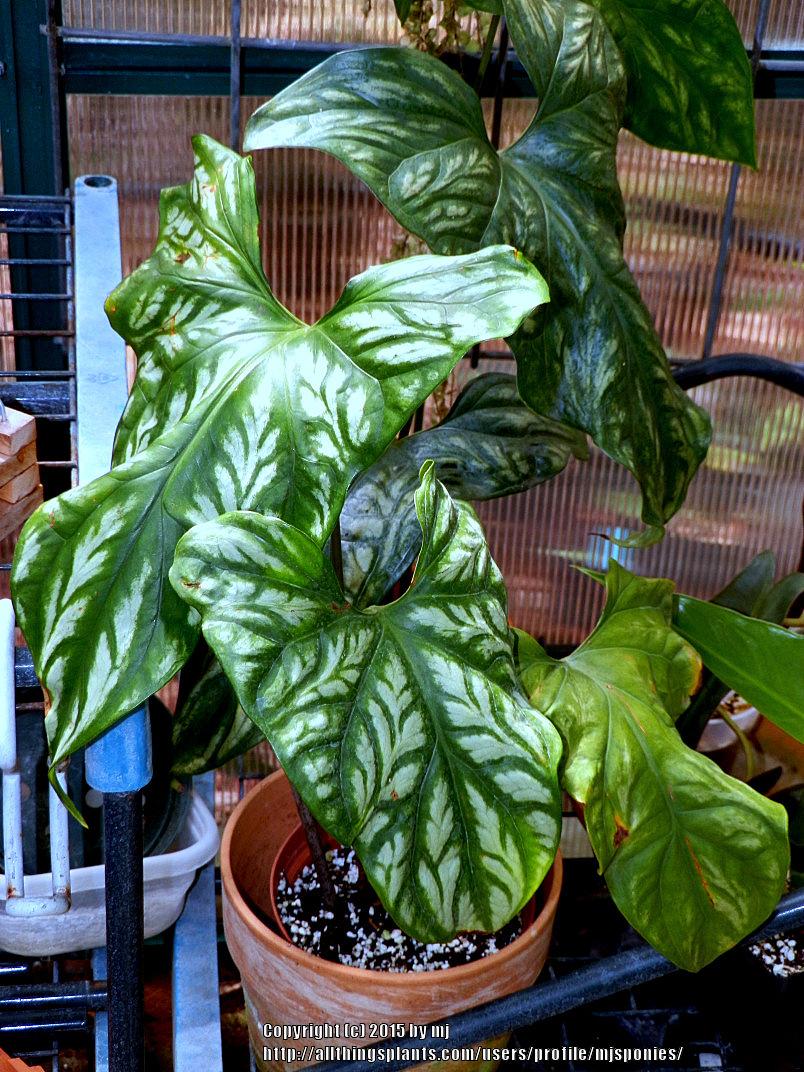 Cercestis mirabilis - Garden.org