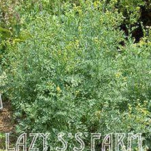 Common Rue (Ruta graveolens 'Blue Mound') - Garden.org