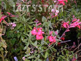 Photo of the entire plant of Autumn Sage (Salvia greggii 'Lipstick ...