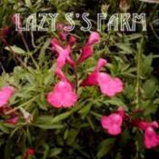 Autumn Sage (Salvia greggii 'Lipstick') in the Salvias Database ...