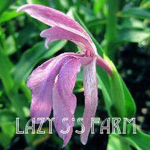 Roscoea capitata - Garden.org