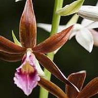 Photo of the bloom of Nun's Cap Orchid (Calanthe tankervilleae) posted ...