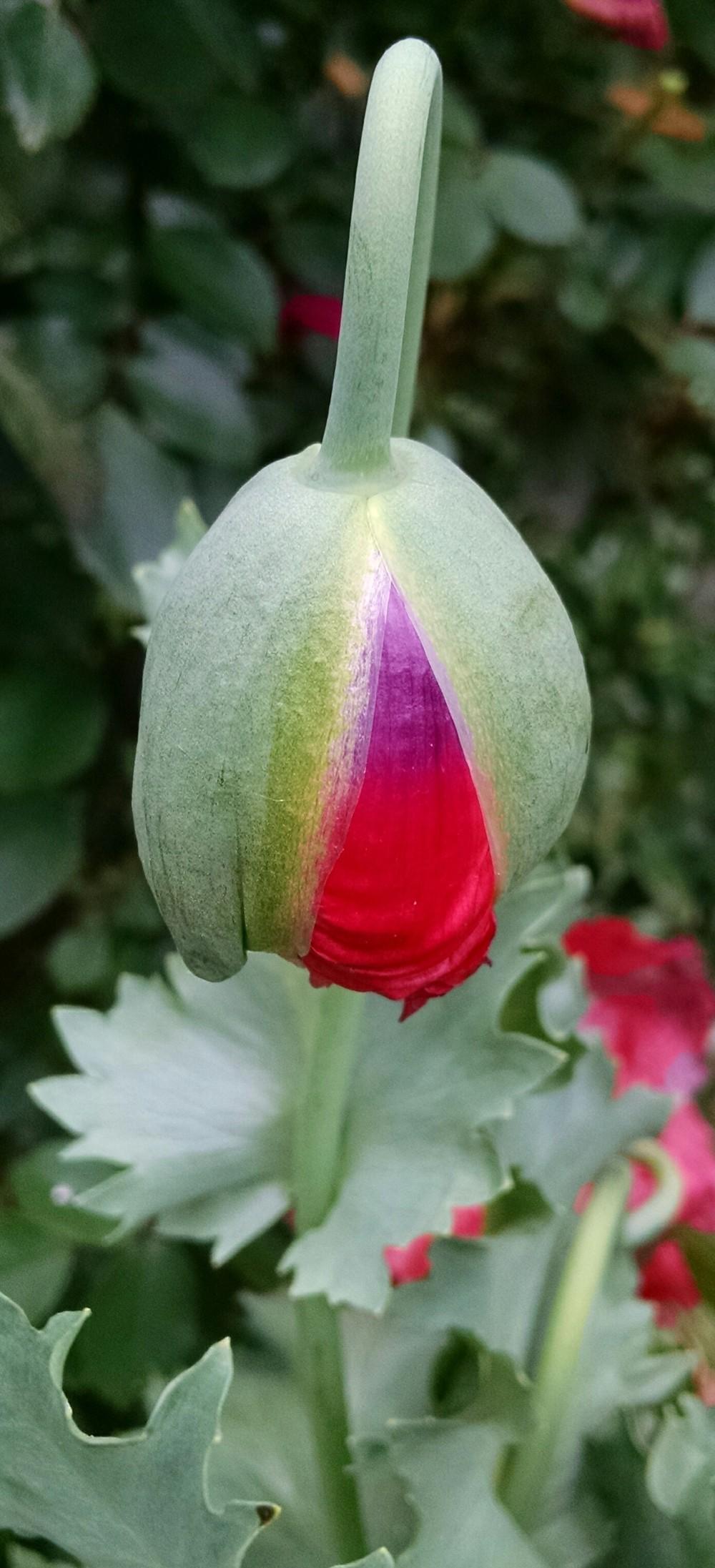 Photo of the closeup of buds, sepals and receptacles of Opium Poppy ...