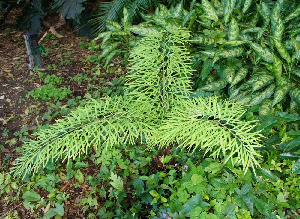 Photo of the entire plant of Multipinnate Cycad (Cycas debaoensis ...