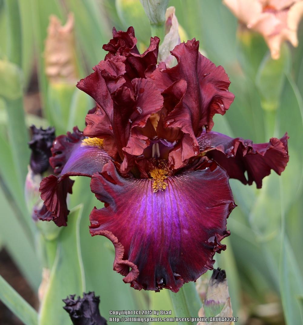 Photo of the bloom of Tall Bearded Iris (Iris 'Ruby Red Dress') posted ...