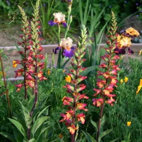 Foxglove (Digitalis Digiplexis® Illumination Flame) in the Foxgloves ...