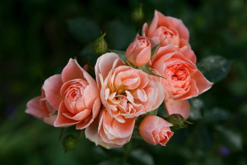 Photo of the bloom of Rose (Rosa 'Sweet Dream') posted by Calif_Sue ...