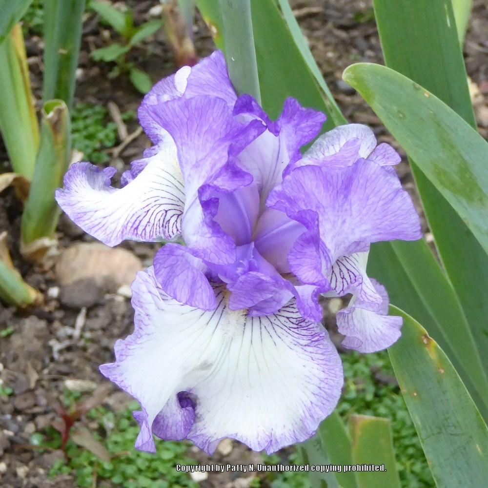 Photo of the bloom of Tall Bearded Iris (Iris 'Delta Lady') posted by ...