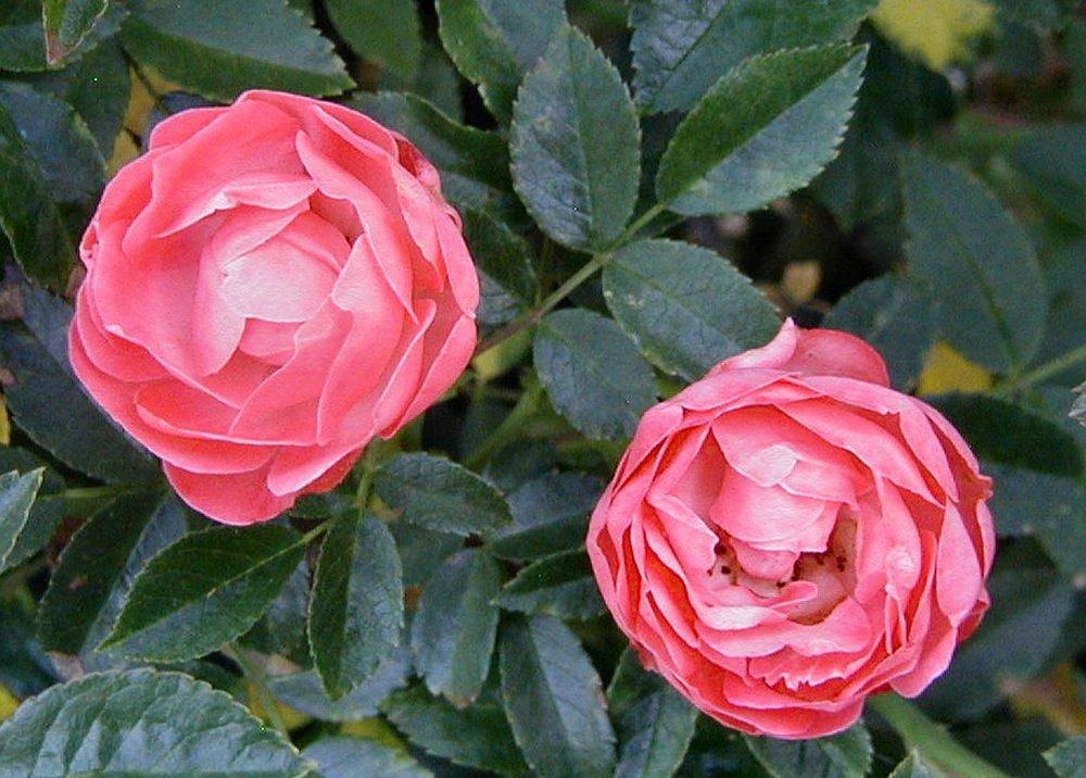 Photo of the bloom of Rose (Rosa 'Margo Koster') posted by RoseBlush1 ...