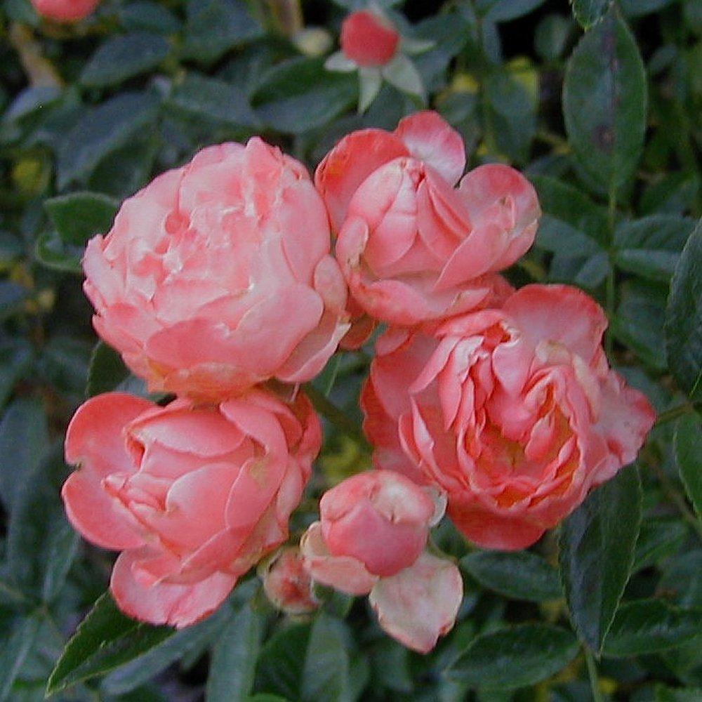 Photo of the bloom of Rose (Rosa 'Margo Koster') posted by RoseBlush1 ...