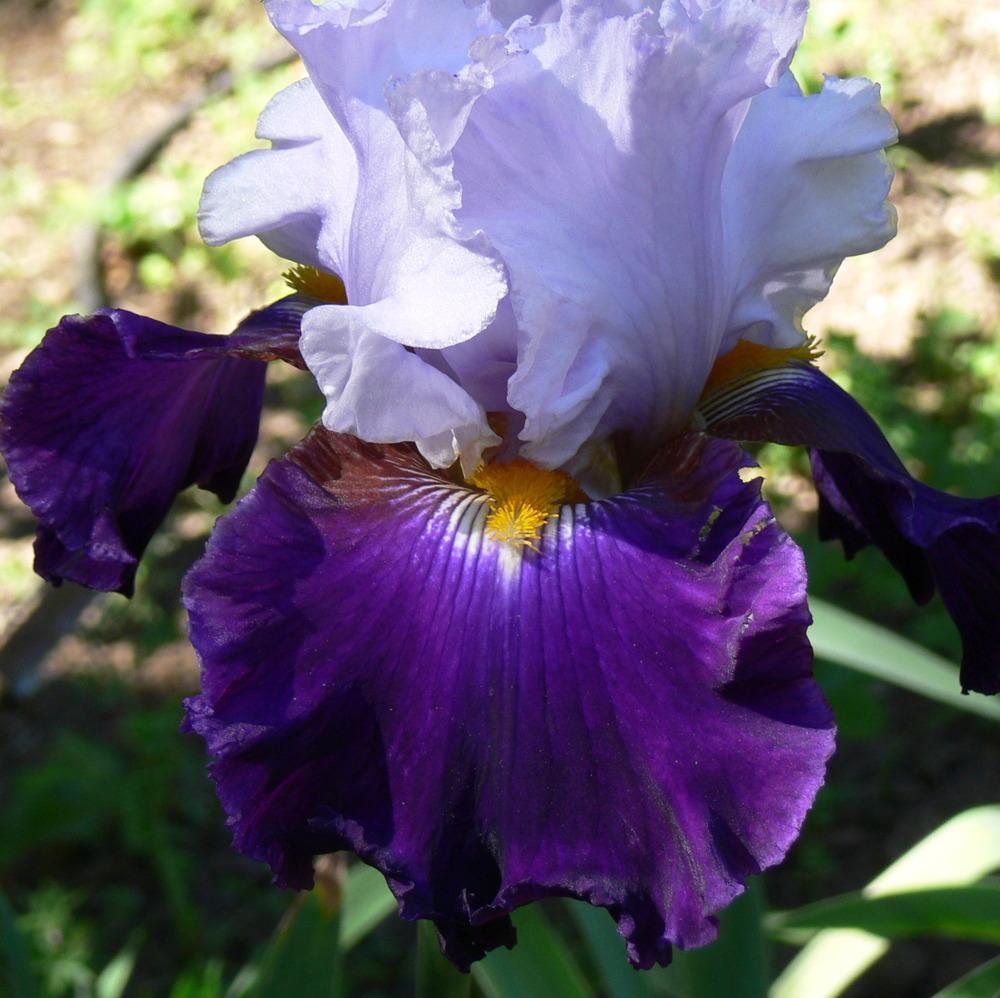 Photo of the bloom of Tall Bearded Iris (Iris 'Drive My Car') posted by ...