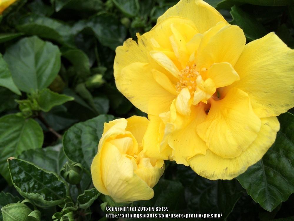 Tropical Hibiscus (Hibiscus rosa-sinensis 'Butterball') in the Tropical ...
