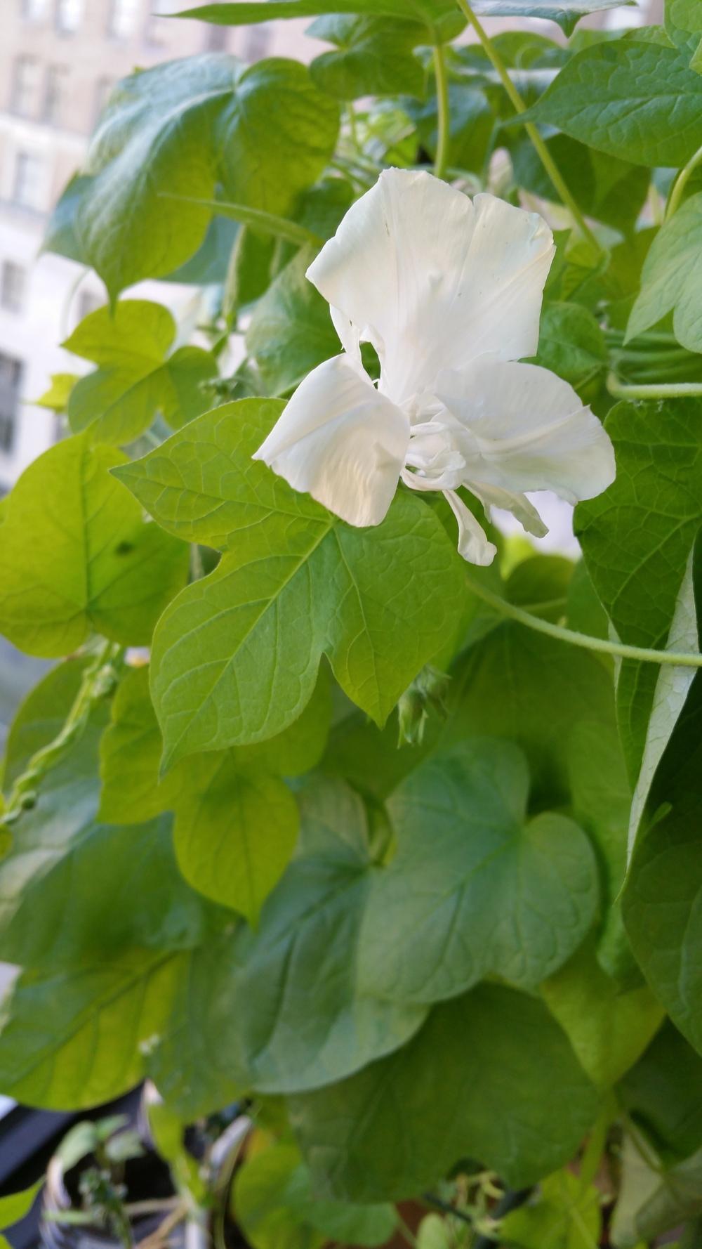 White Hige Ipomoea purpurea 3 point leaves in the Ipomoea forum ...