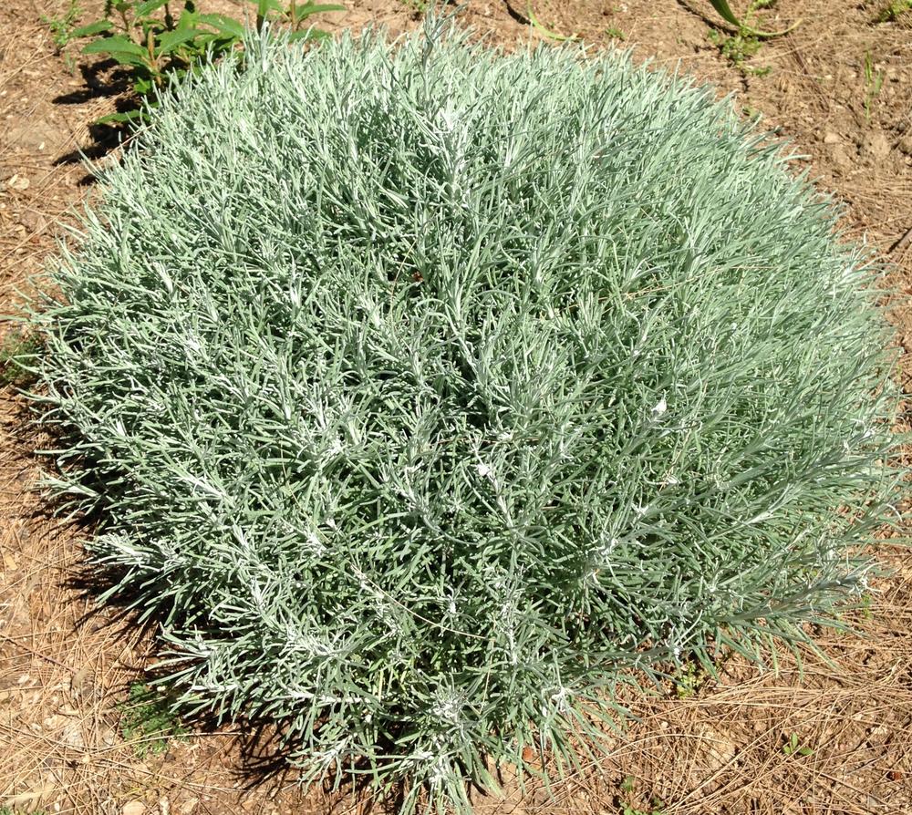 Photo of the entire plant of Silver Spike (Helichrysum thianschanicum ...