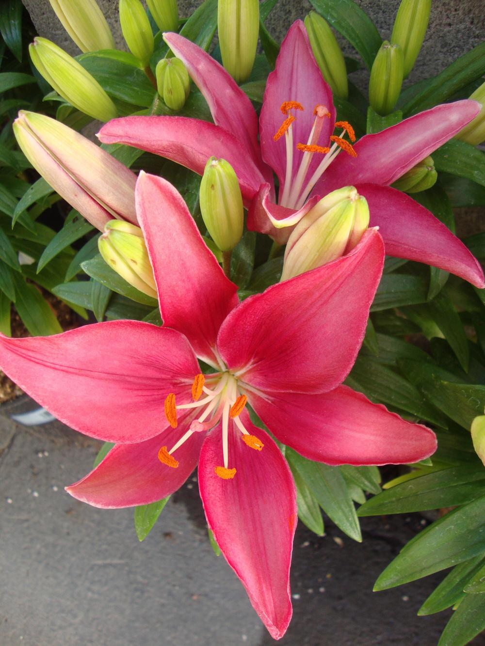 Photo of the bloom of Dwarf Asiatic Lily (Lilium Lily Looks™ Tiny Pearl ...