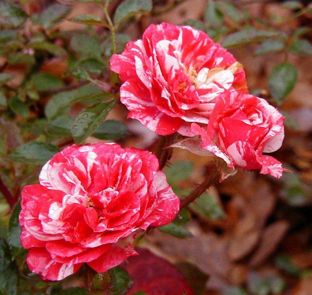 Rose (Rosa 'Strawberry Swirl') in the Roses Database - Garden.org