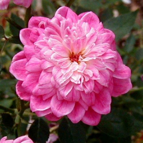 Rose (Rosa 'Pink Poodle') in the Roses Database - Garden.org