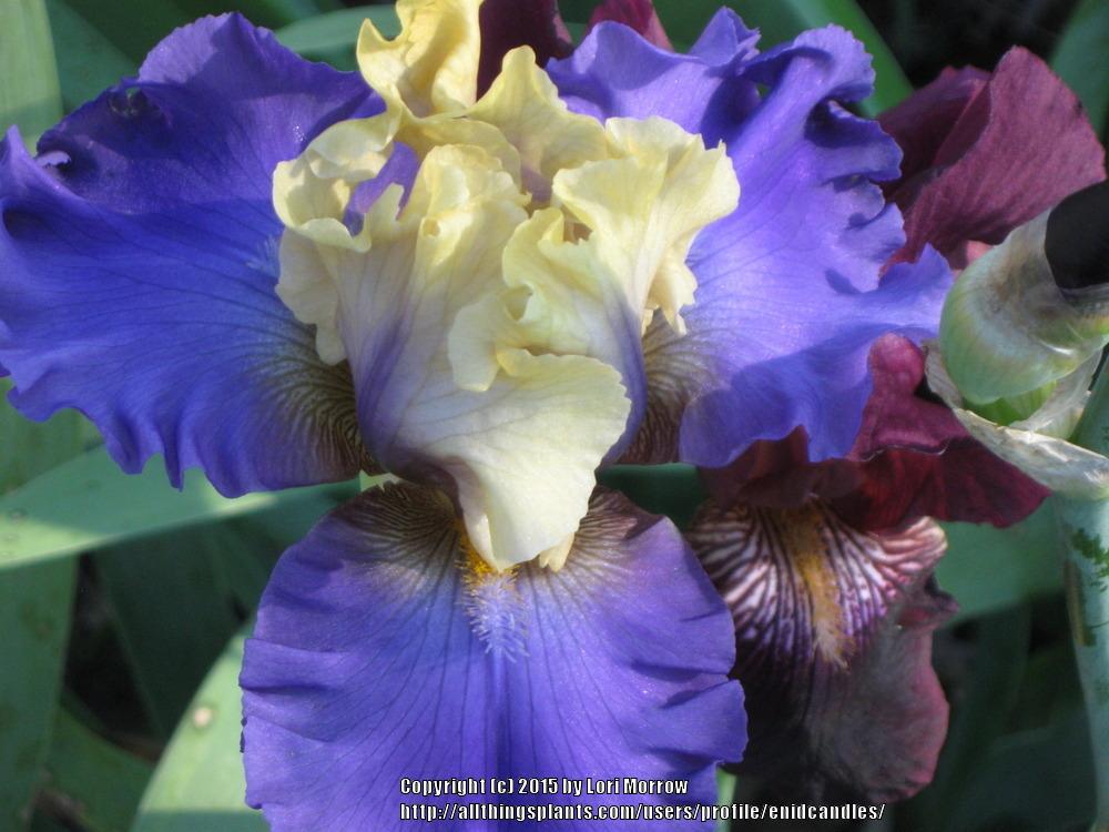 Tall Bearded Iris (Iris 'Act Three') in the Irises Database - Garden.org