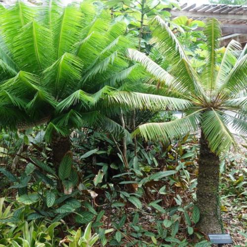 Cycad (Microcycas calocoma) - Garden.org