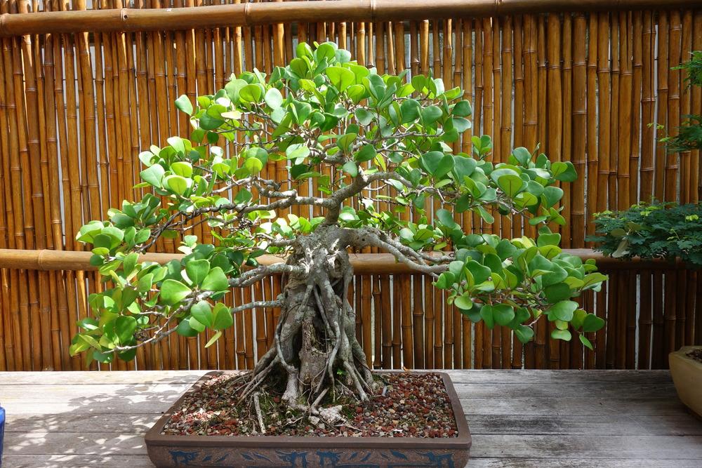 Natal Fig (Ficus natalensis subsp. leprieurii) - Garden.org