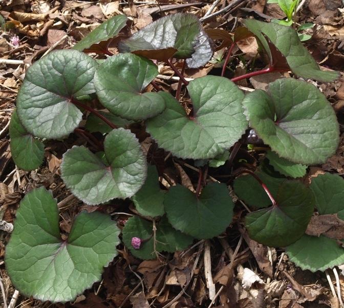 Ligularias: Plant Care and Collection of Varieties - Garden.org