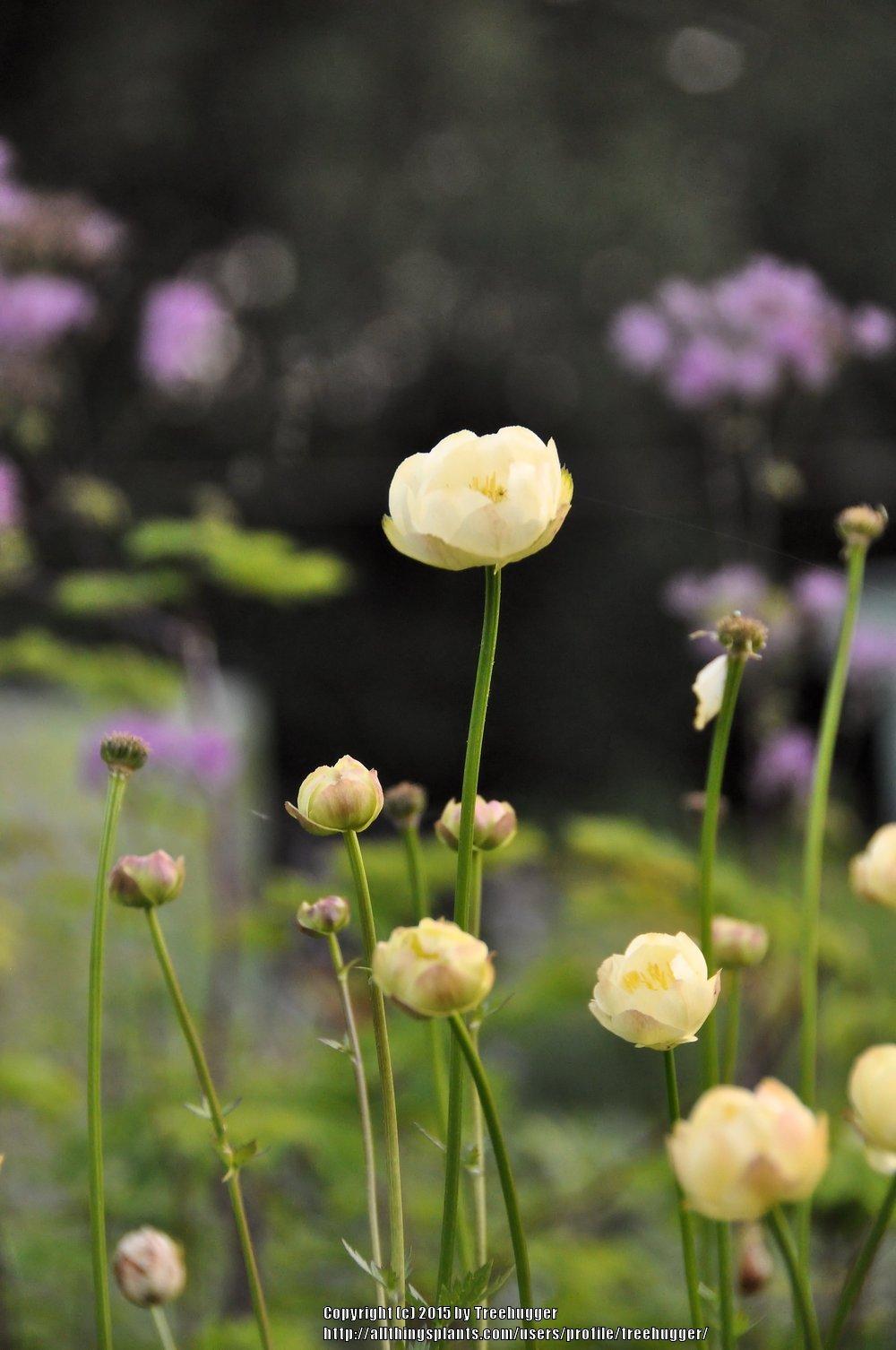 Trollius (Trollius x cultorum 'Alabaster') - Garden.org