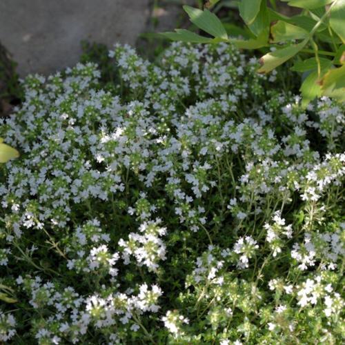 White Creeping Thyme (Thymus praecox 'Albiflorus') in the Thymes ...