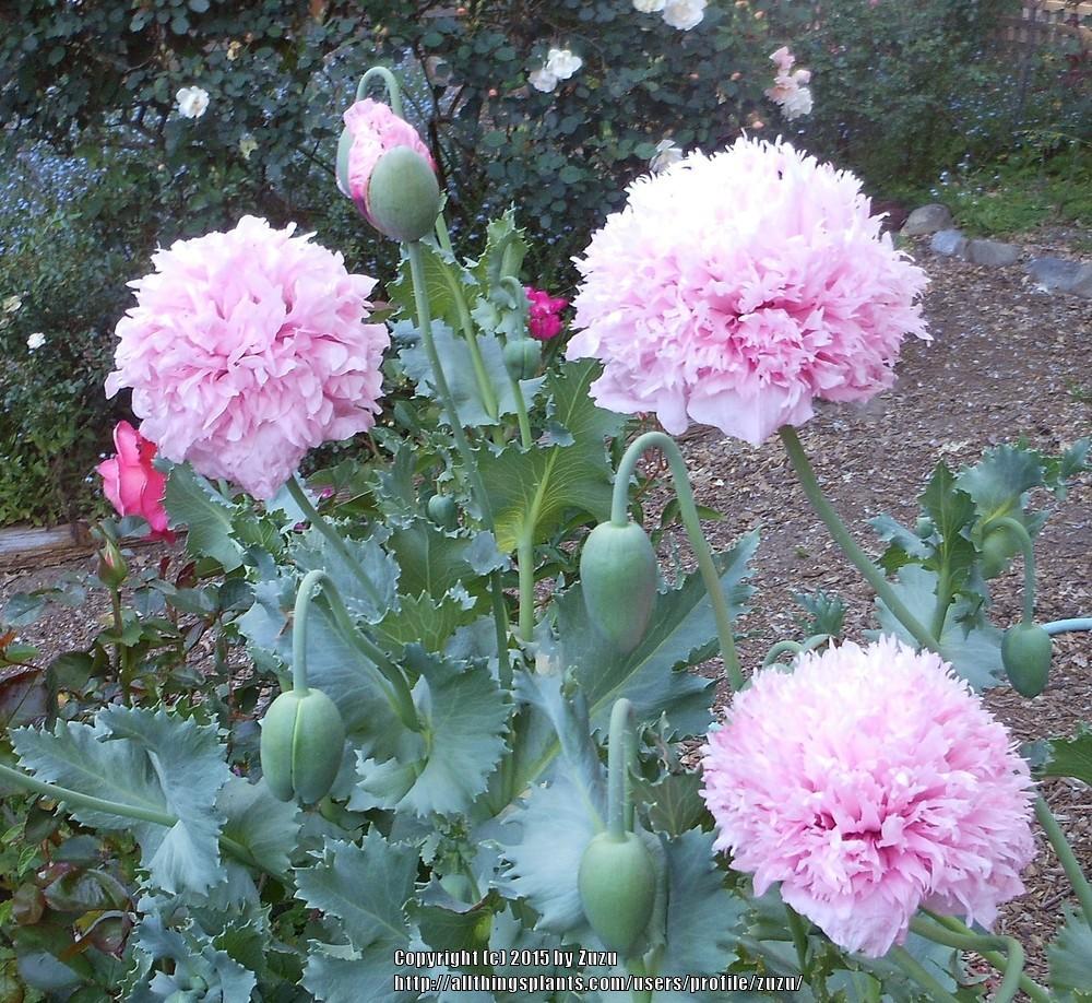 Poppies: Plant Care and Collection of Varieties - Garden.org