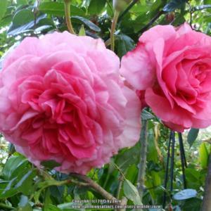 Rose (Rosa 'Zaide') in the Roses Database - Garden.org