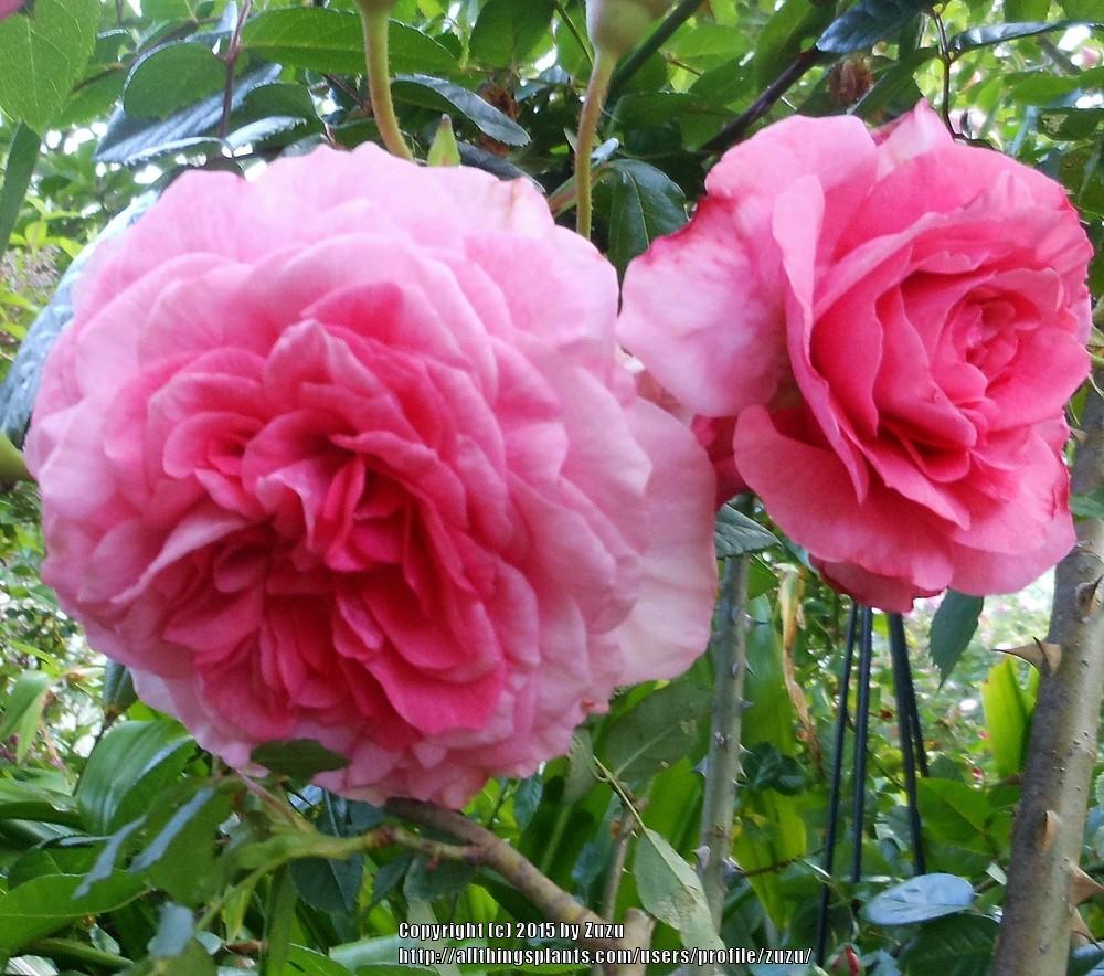 Rose (Rosa 'Zaide') in the Roses Database - Garden.org