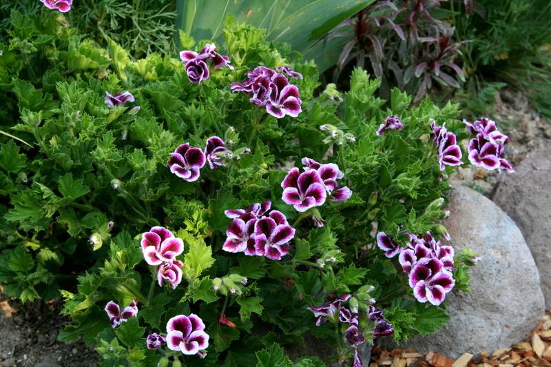 Photo of the entire plant of Regal Geranium (Pelargonium x domesticum ...