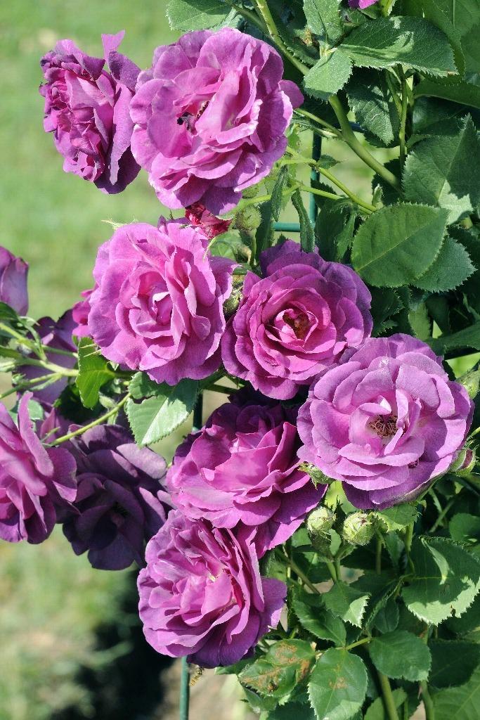 Rose (Rosa 'Audacieuse 21') in the Roses Database - Garden.org