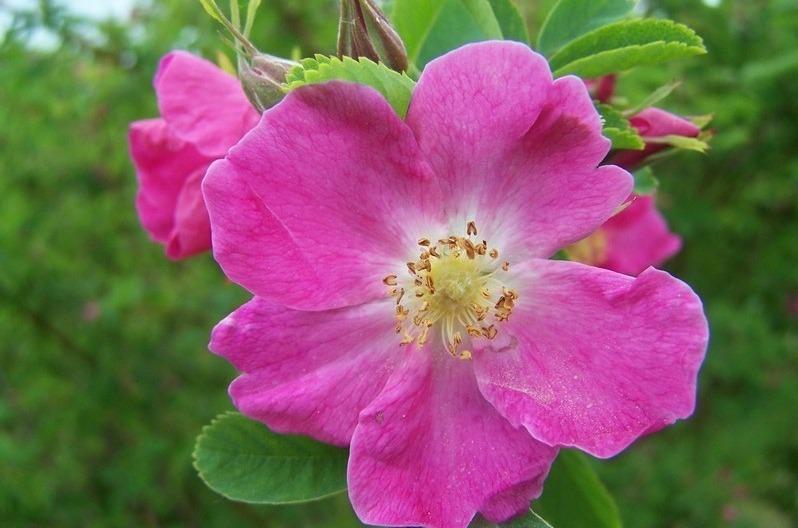 Rose (Rosa beggeriana 'Nigrescens') in the Roses Database - Garden.org