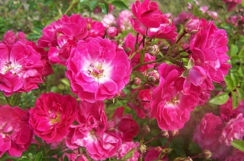 Rose (Rosa 'Babette') in the Roses Database - Garden.org