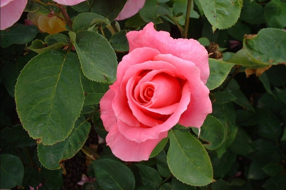 Rose (Rosa 'Aveu') in the Roses Database - Garden.org