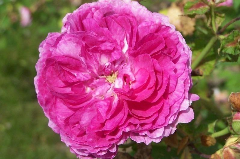 Rose (Rosa 'Aurelia Liffa') in the Roses Database - Garden.org