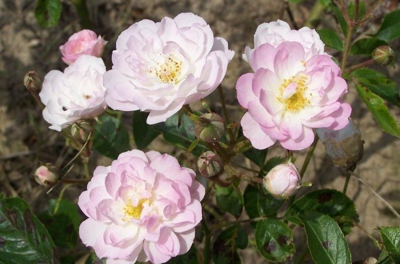 Rose (Rosa 'Baby's Blush') in the Roses Database - Garden.org