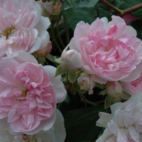 Rose (Rosa 'Belle de Sardaigne') in the Roses Database - Garden.org