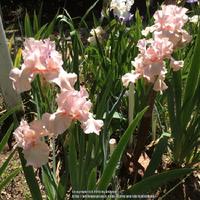 Photo of the bloom of Tall Bearded Iris (Iris 'Vanity') posted by TBGDN ...