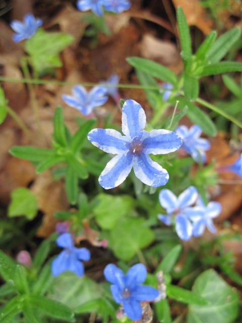 Lithodora (Glandora prostrata 'Star') in the Plant ID forum - Garden.org