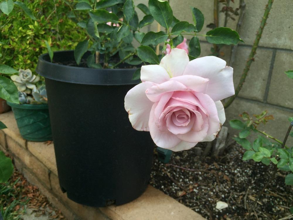 Photo of the entire plant of Rose (Rosa 'Lagerfeld') posted by ...
