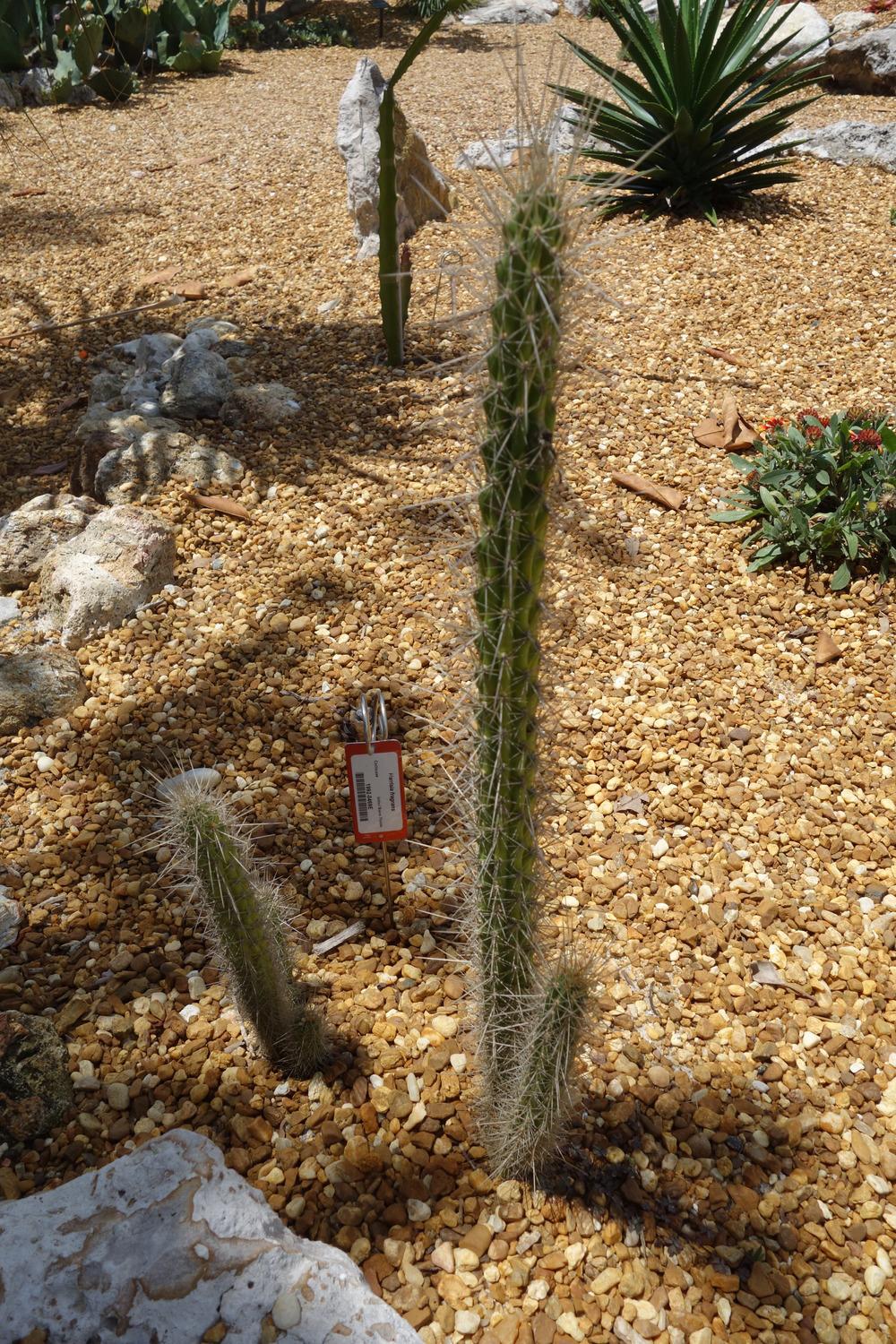 Fragrant Prickly-apple (Harrisia fragrans) - Garden.org