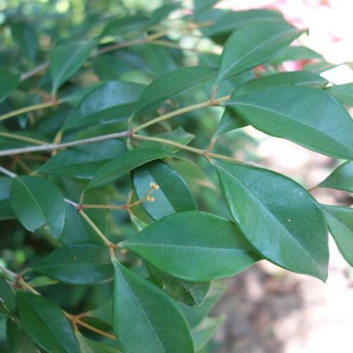 Spicewood (Calyptranthes pallens) - Garden.org