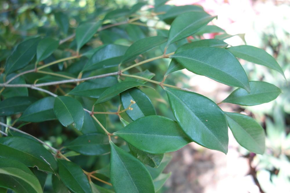 Spicewood (Calyptranthes pallens) - Garden.org