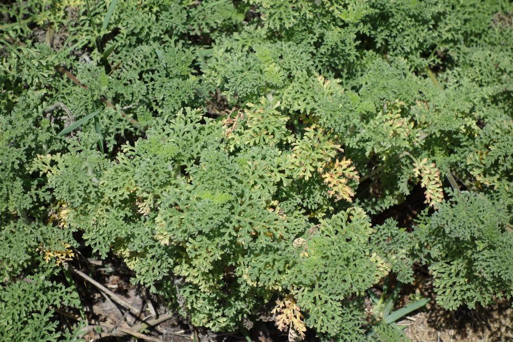 Photo of the leaves of Coastal Ragweed (Ambrosia hispida) posted by ...